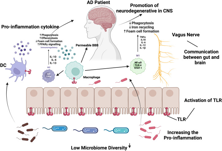Exploring the Effects of the Gut Microbiome on Alzheimer’s Disease ...