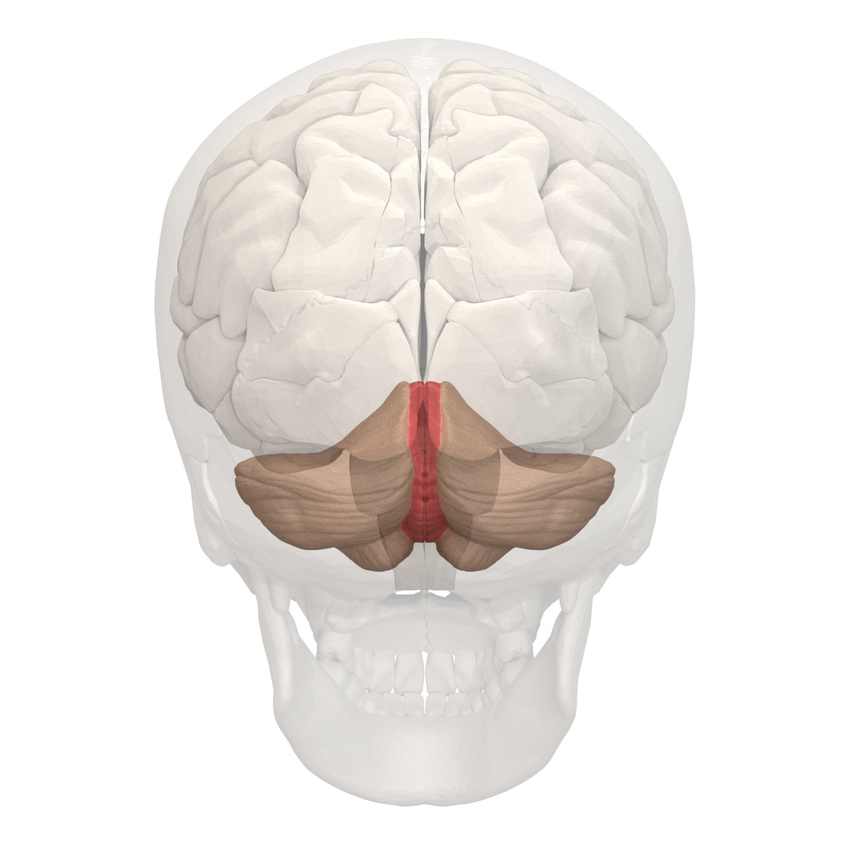 Cerebellar Involvement and Altered Brain Structures in Autism Spectrum ...