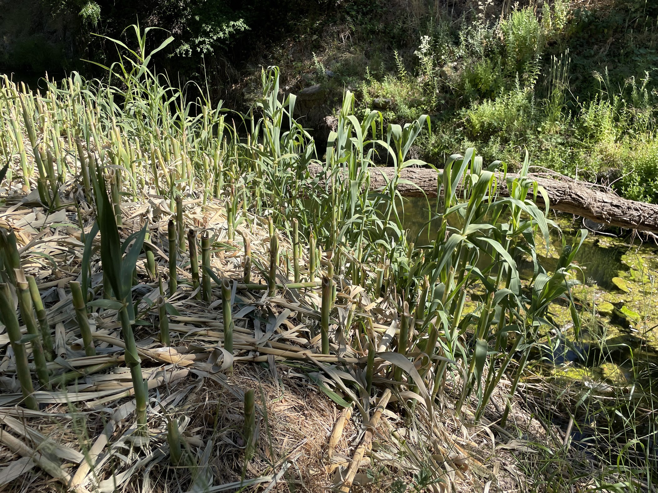 How does the presence and removal of invasive Arundo donax impact the ...