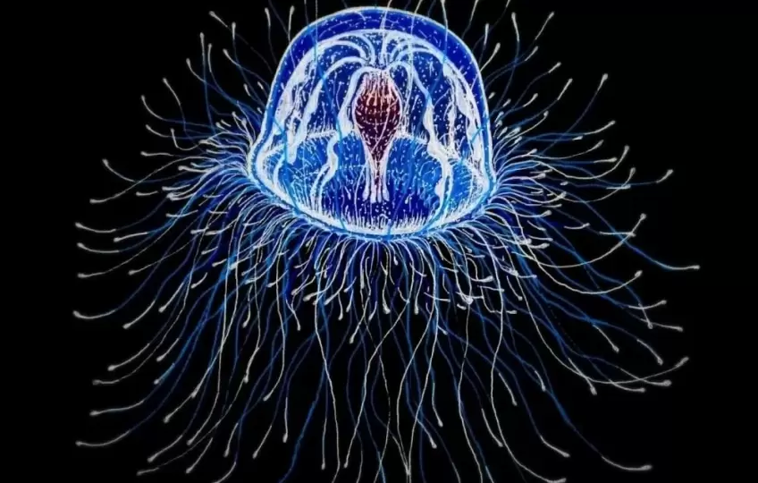 Keeping up with the Immortal Jellyfish: Biological Immortality in the ...