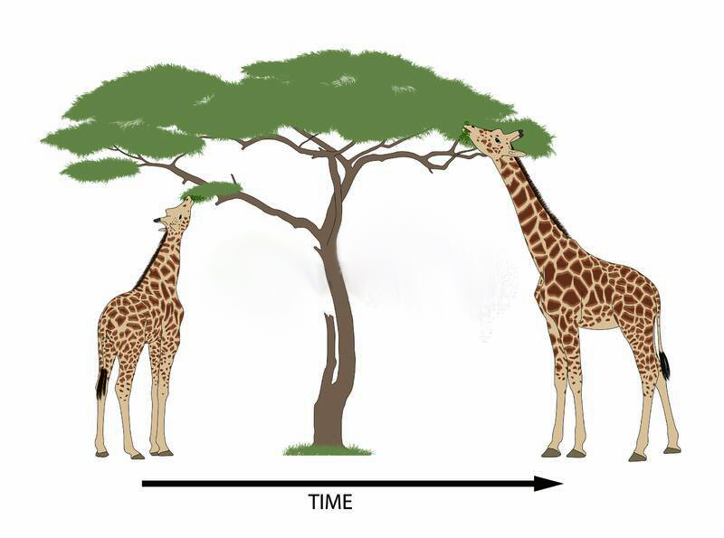 Natural selection in animals | Polygence