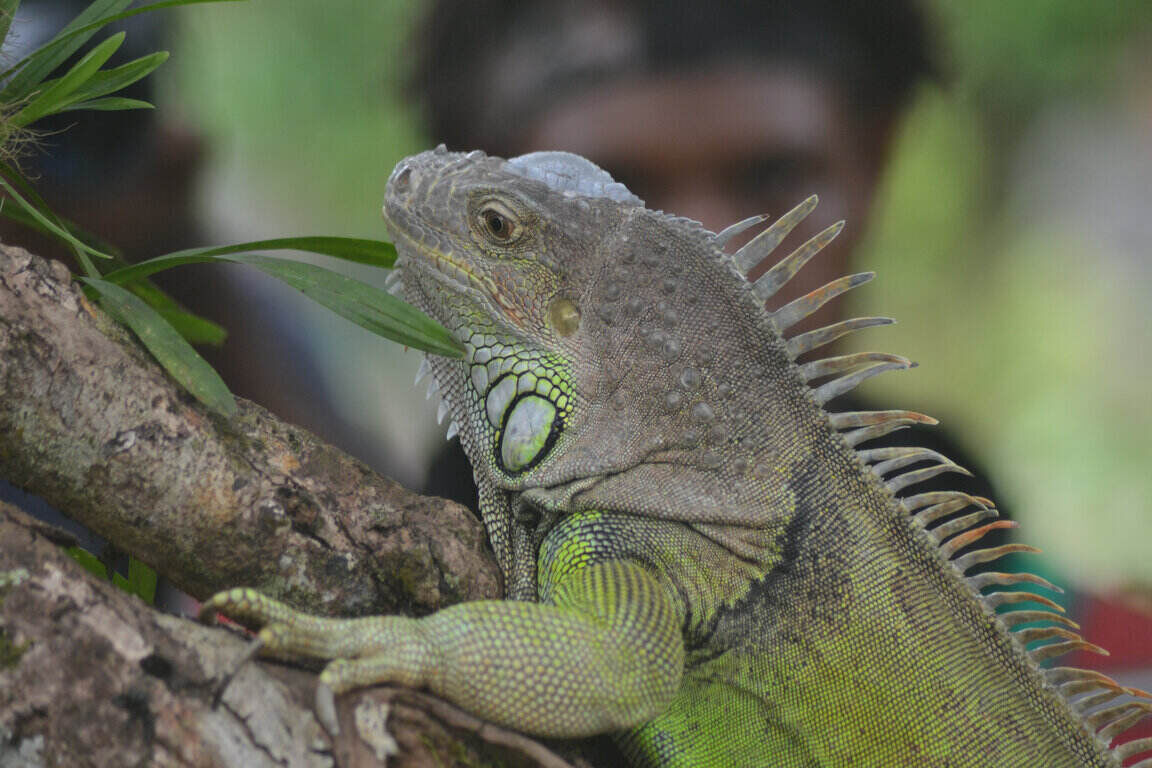 Research Paper on the Environmental and Economic Impacts of Invasive ...