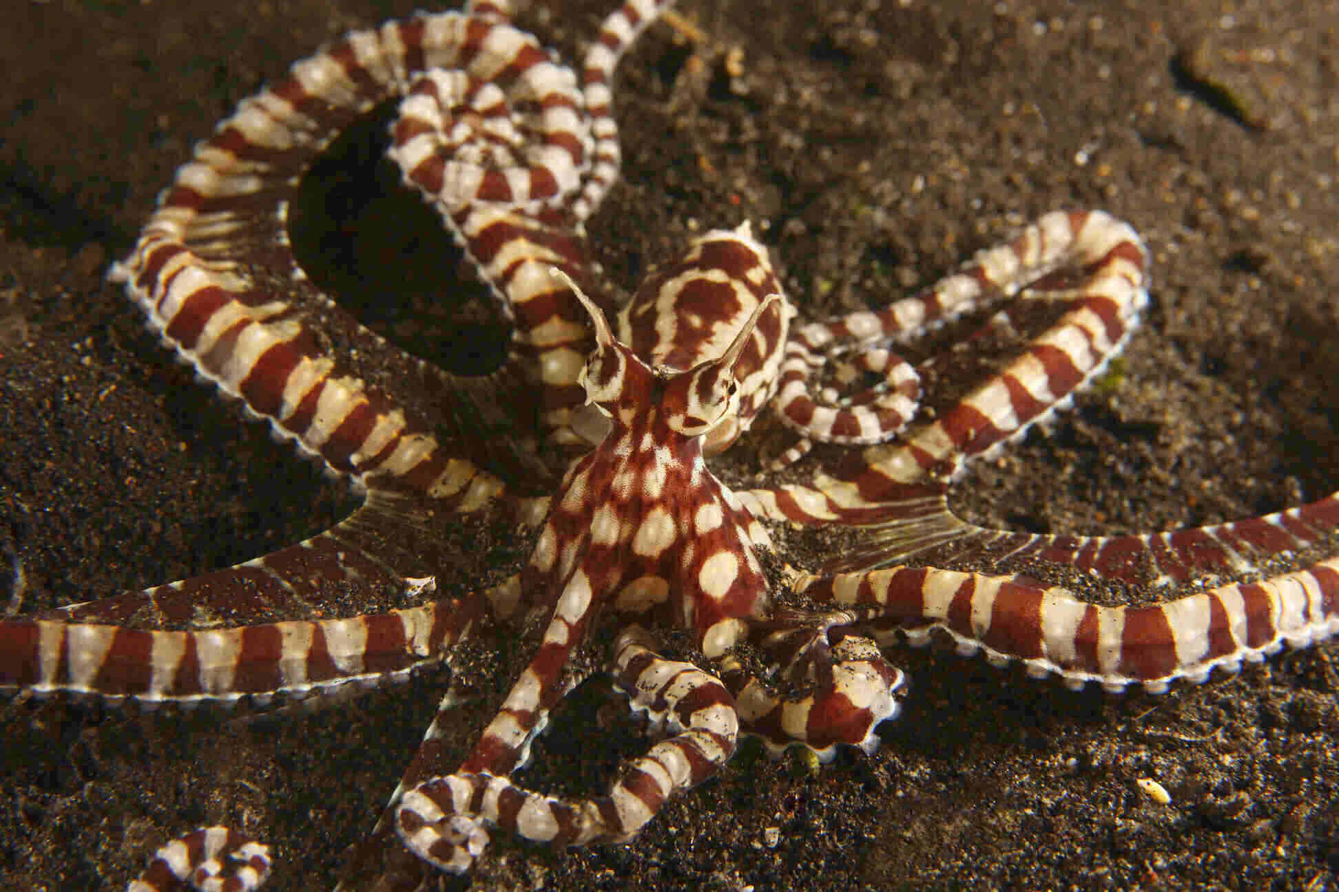 A Video on the Mimic Octopus | Polygence
